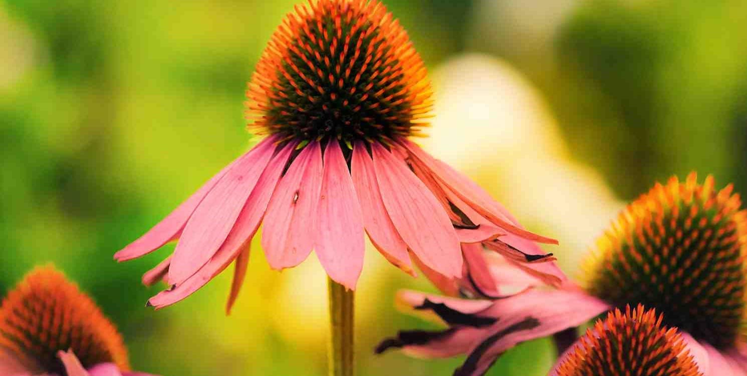 Echinacea: Wat kan dit kruid voor je gezondheid betekenen? - leefnugezonder