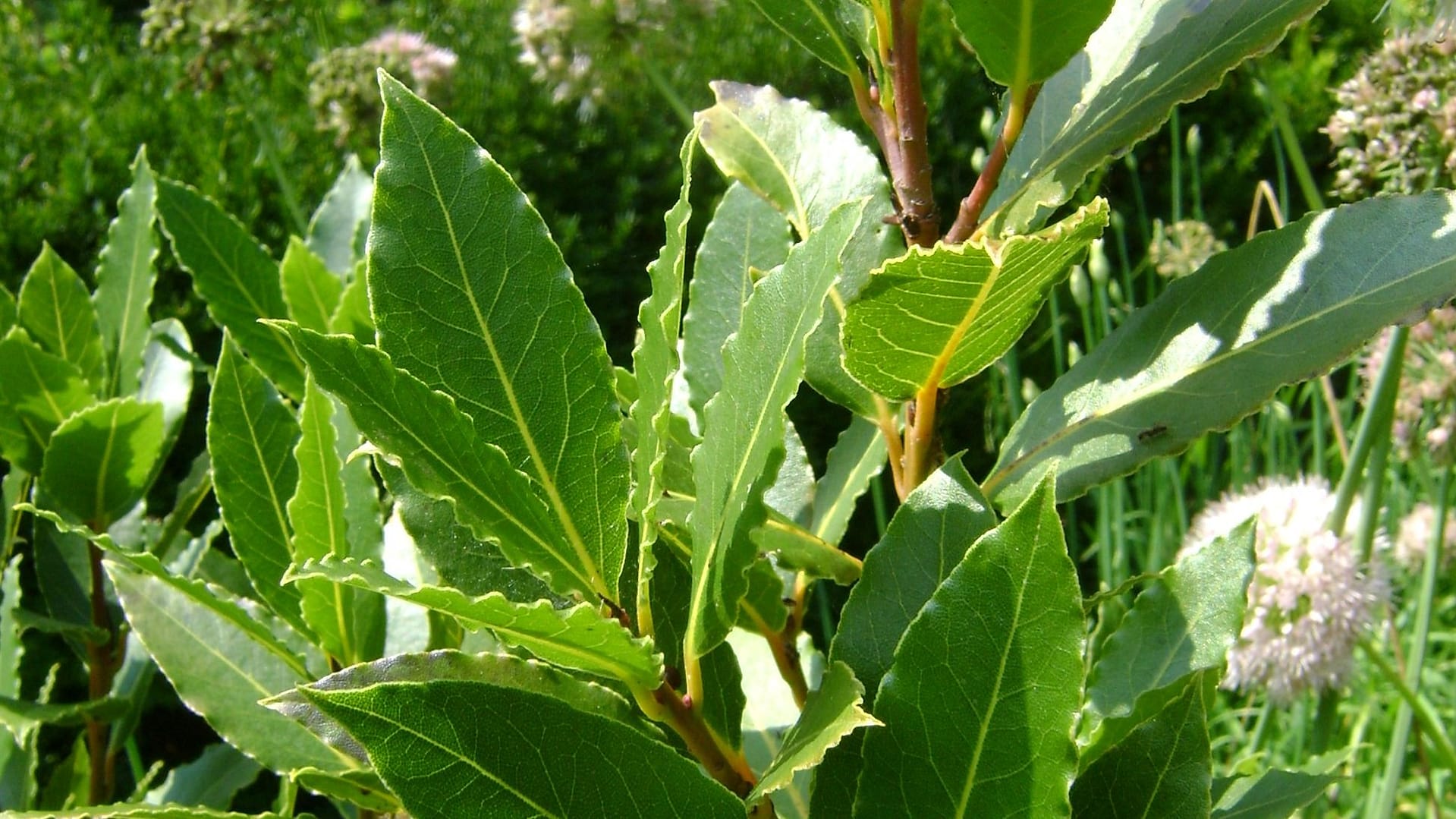 Laurier helpt tegen diabetes en doet je makkelijker afvallen + Recepten ...